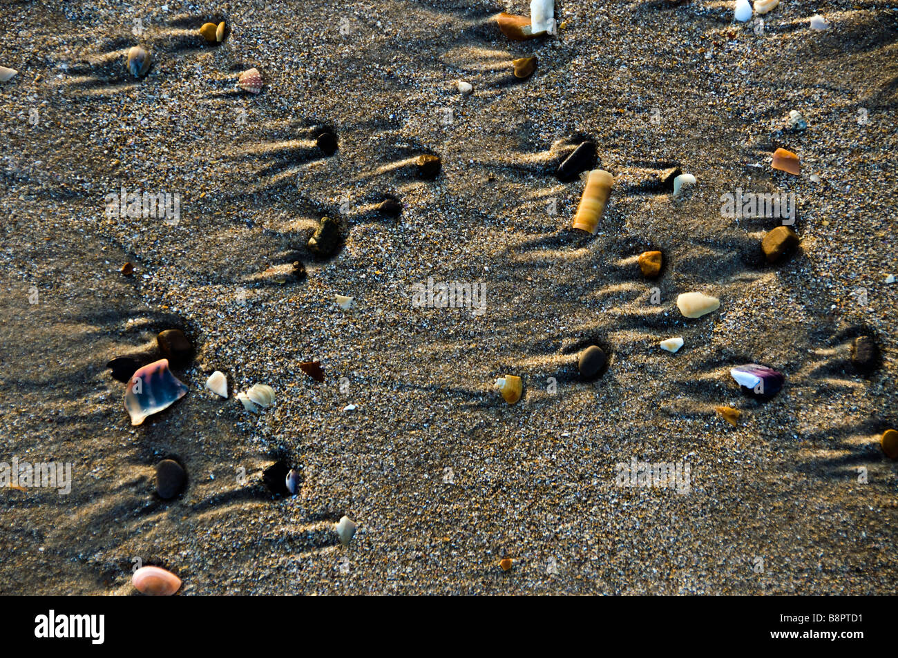 shells on beach Stock Photo - Alamy