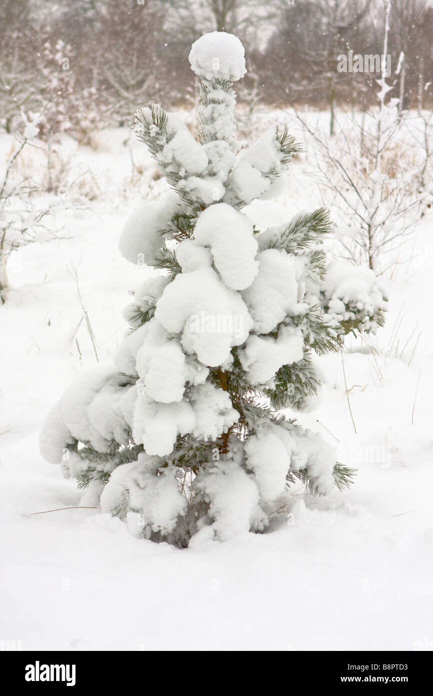Conifer tree evergreen snow hi-res stock photography and images - Alamy