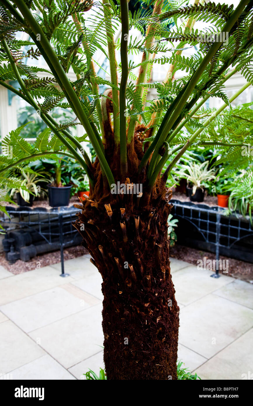 Crown fern hi-res stock photography and images - Alamy