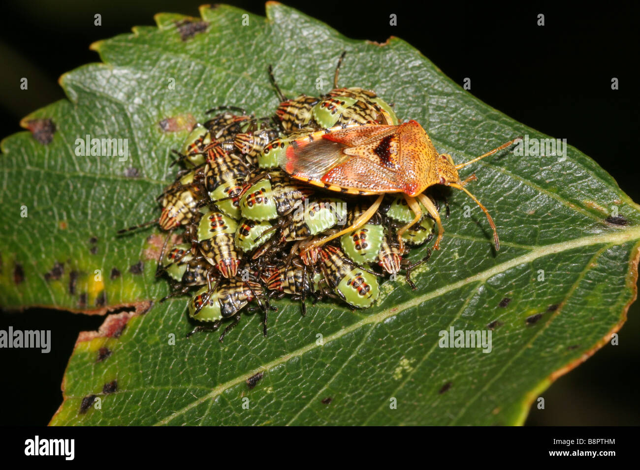 Pentatomidae babies hi-res stock photography and images - Alamy