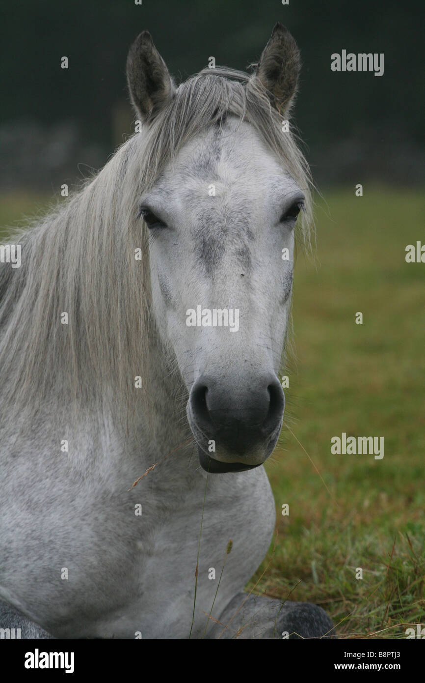 Highland Pony staring at camera Stock Photo - Alamy