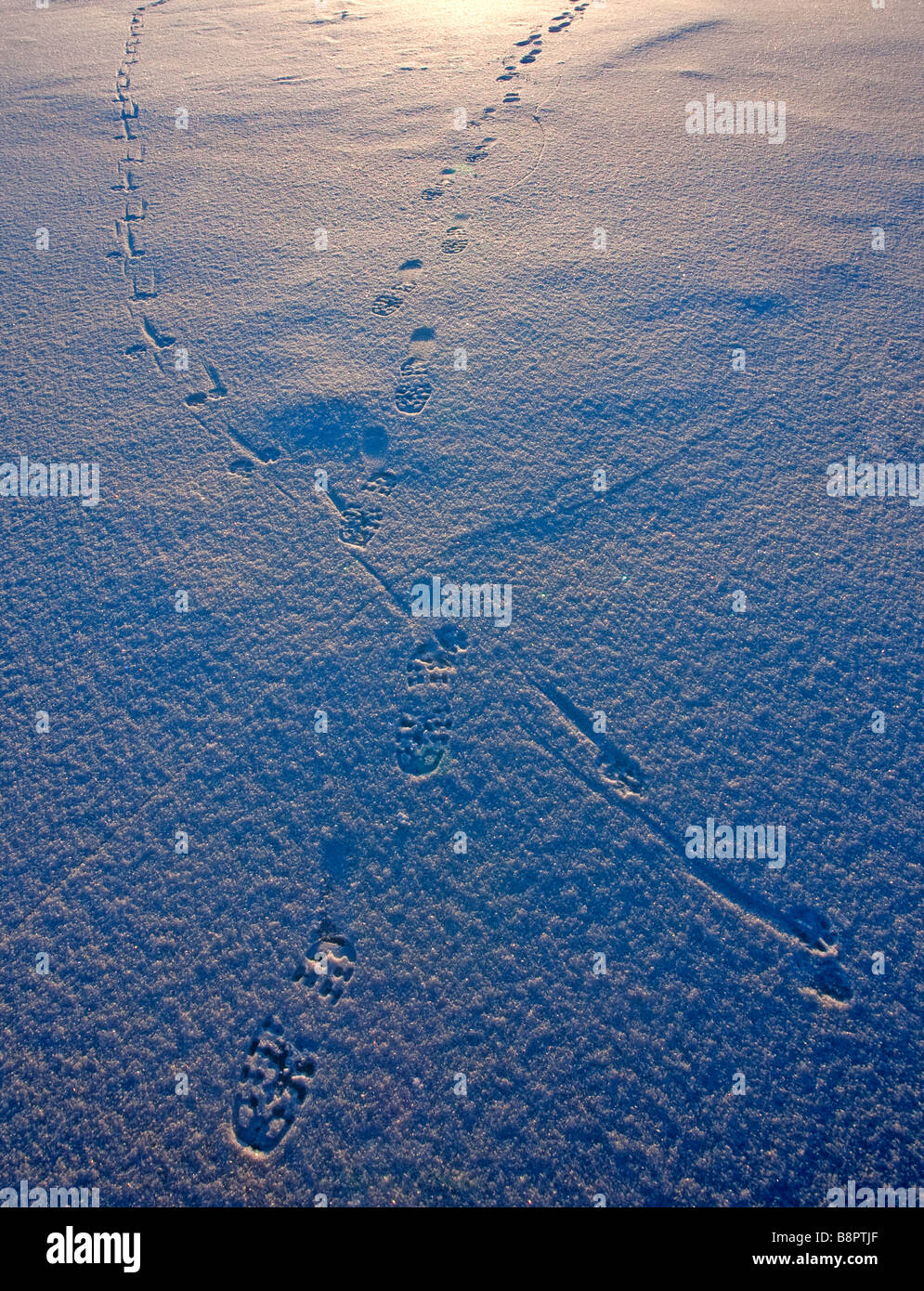 Human footprints dog paw prints hi-res stock photography and images - Alamy