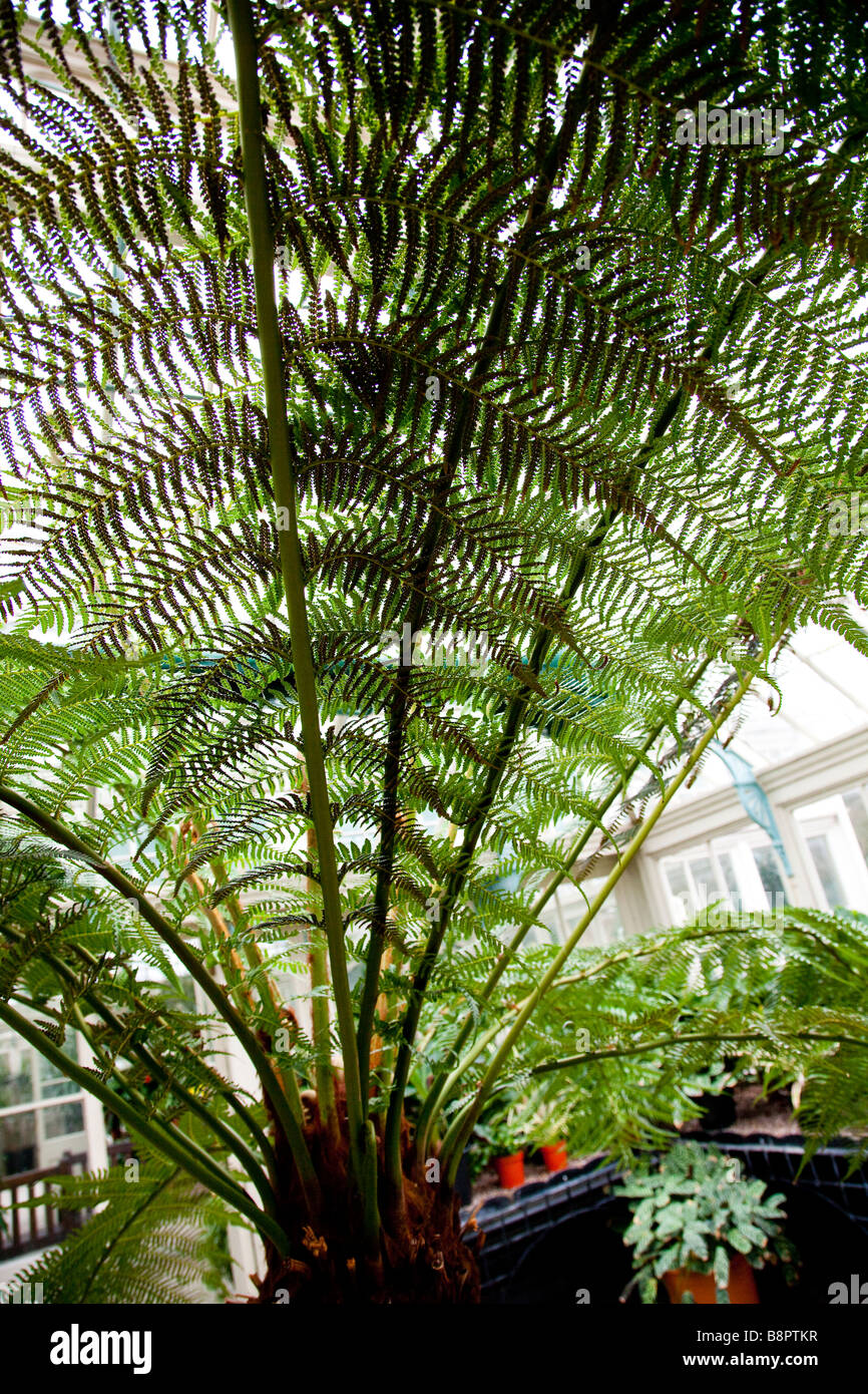 New Zealand Tree Fern Stock Photos & New Zealand Tree Fern Stock Images ...