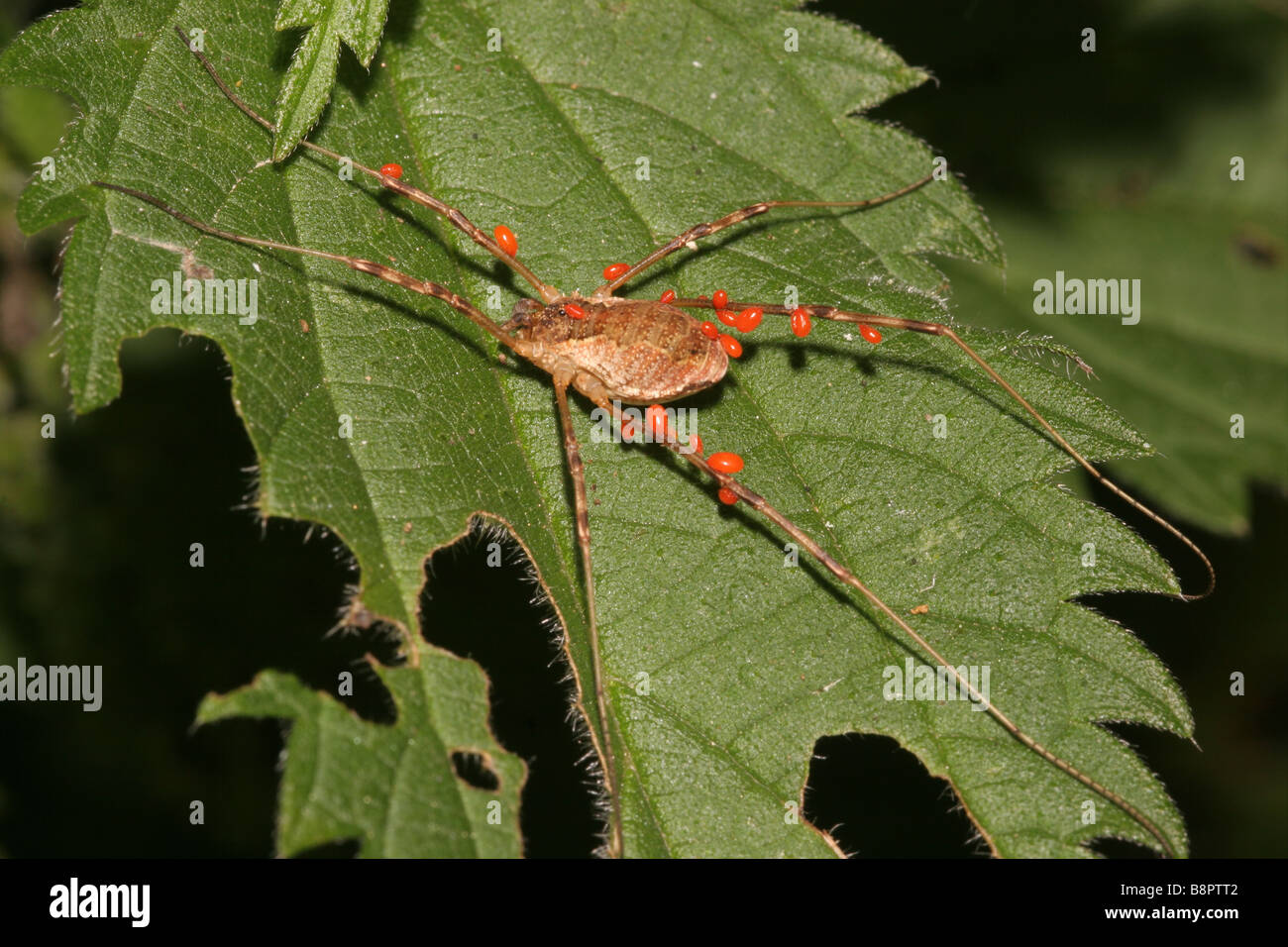 Harvestman Phalangium opilio male with phoretic mites Leptus sp ...