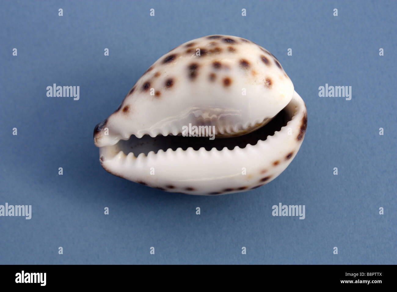 Cowrie shell hi-res stock photography and images - Alamy
