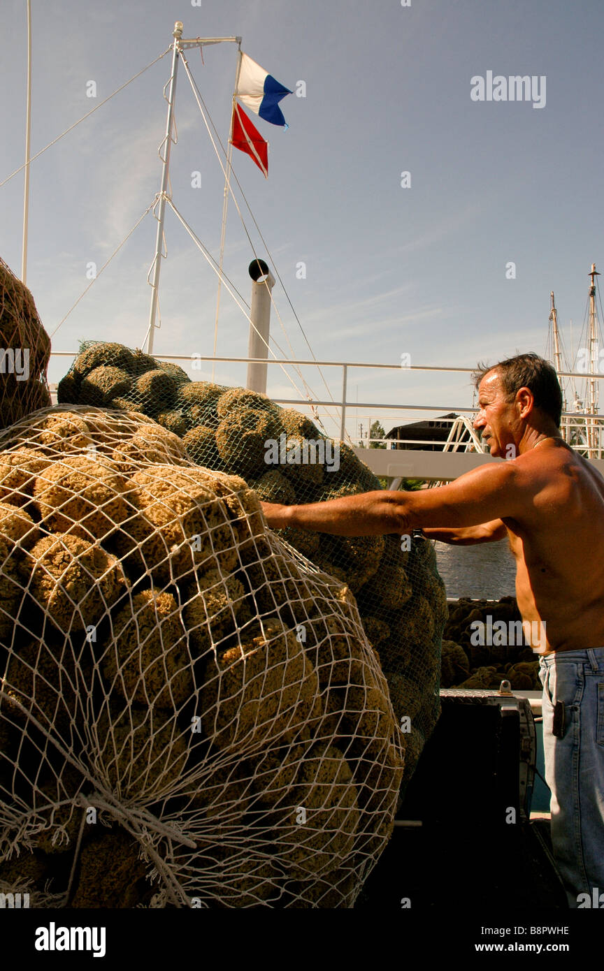 Tarpon Springs Fl sponge harvesting sponger loads sponges in white ...