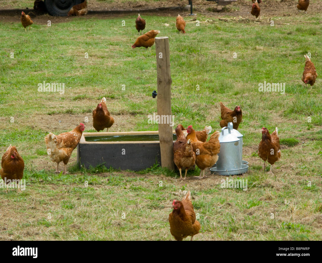 Free range hens in field Stock Photo - Alamy