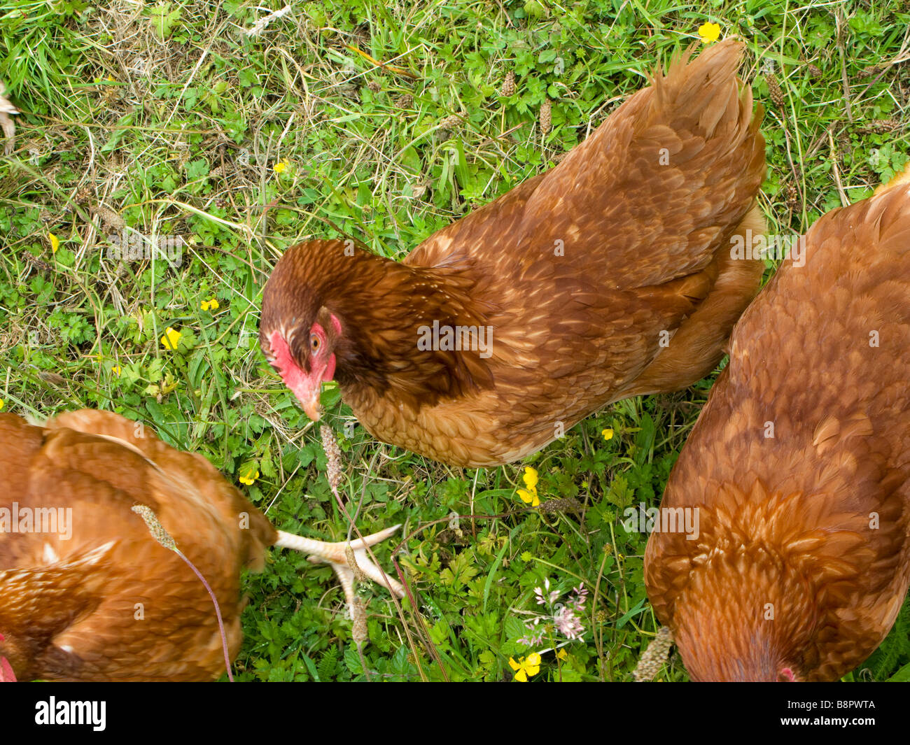 Free range hens in field Stock Photo - Alamy