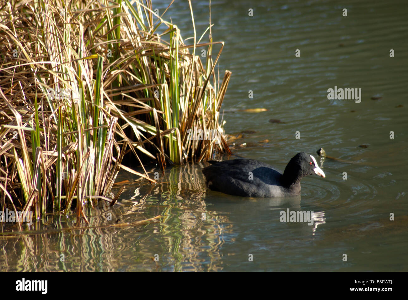 Eurasian coot eggs hi-res stock photography and images - Alamy