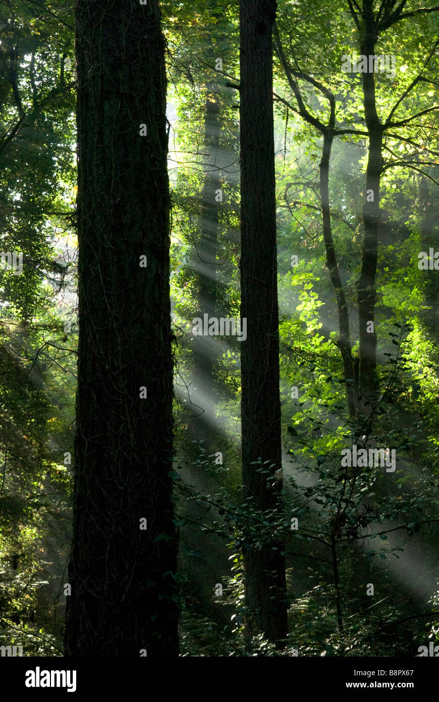 Douglas fir forest hi-res stock photography and images - Alamy