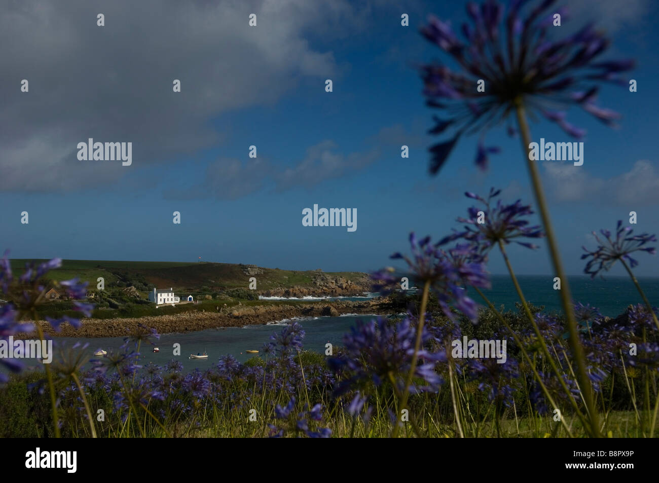 Plants of scilly hi-res stock photography and images - Alamy