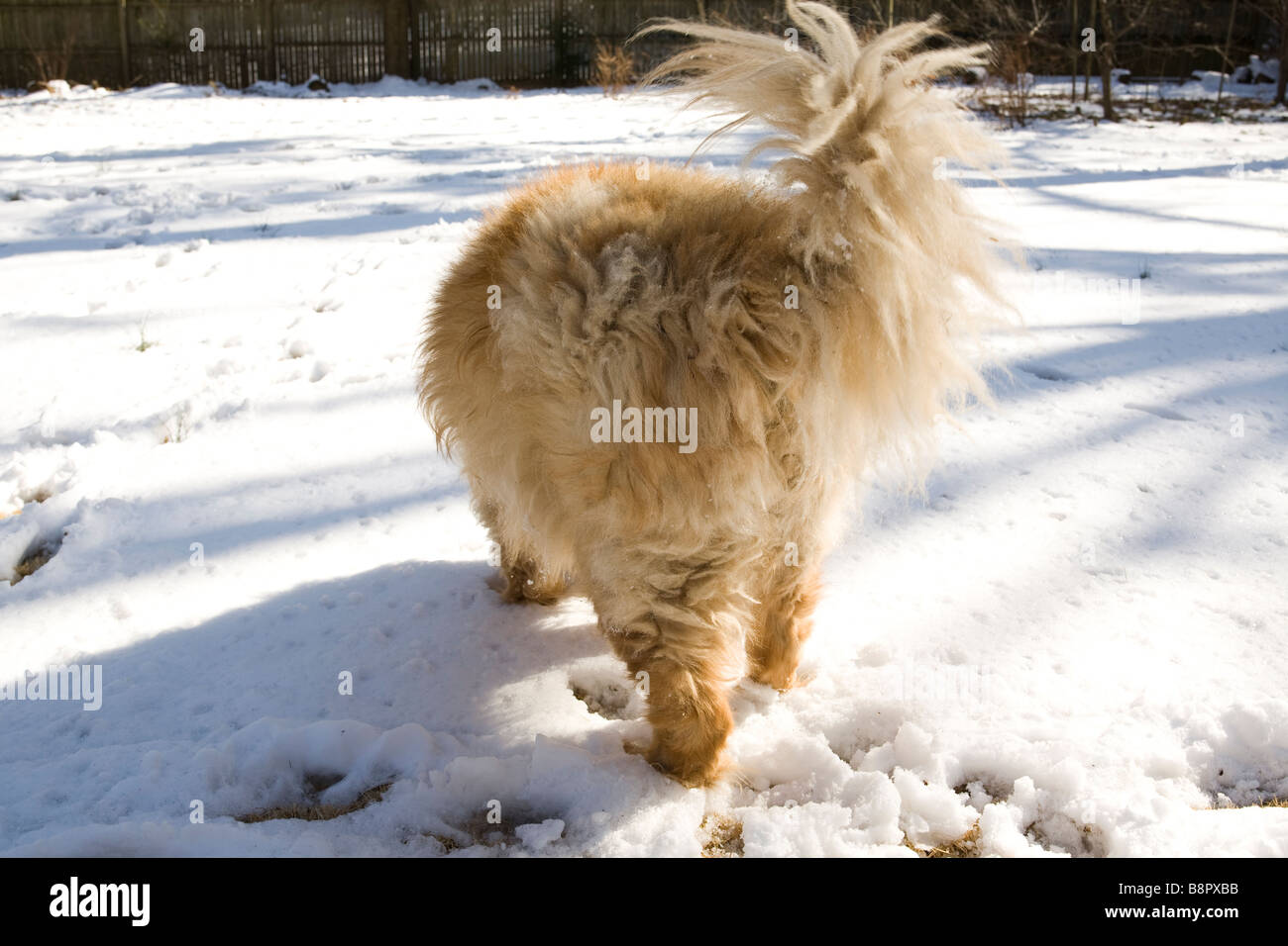Brown Chow Chow on snow Stock Photo - Alamy