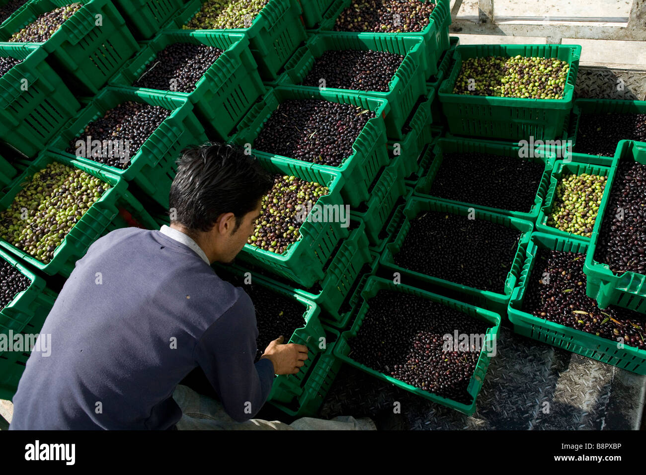 Processing the olives during the olive harvest, West Bank, Palestinian ...