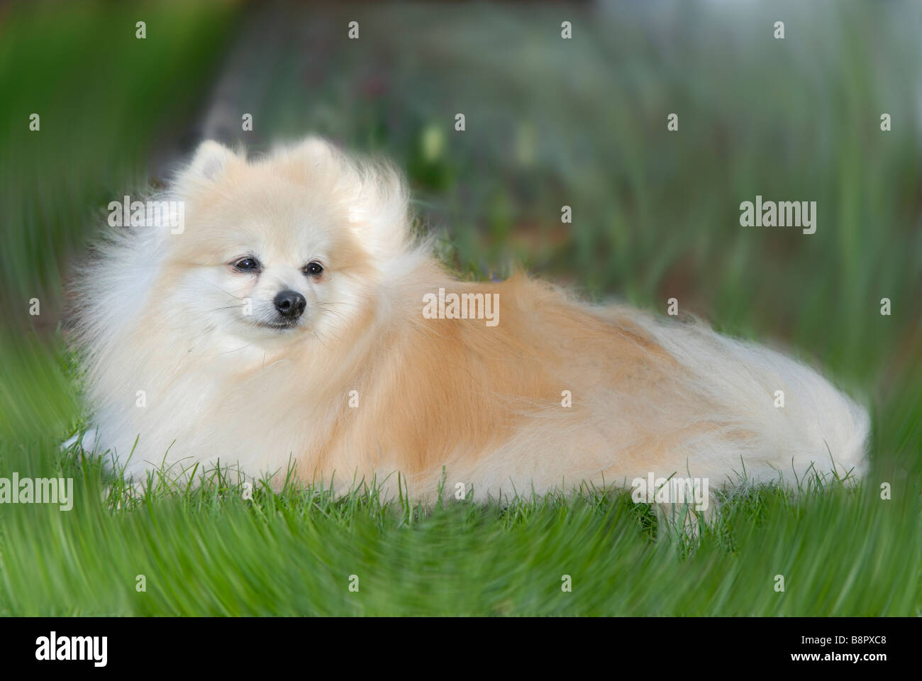 well-groomed purebred pomeranian gracefully lying in the green grass ...
