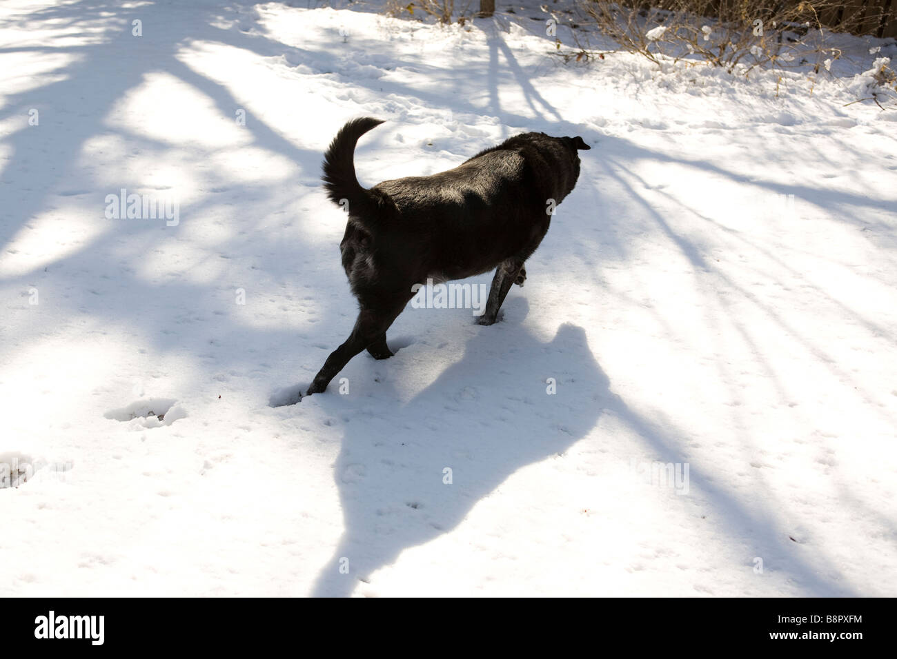 Black dog hi-res stock photography and images - Alamy