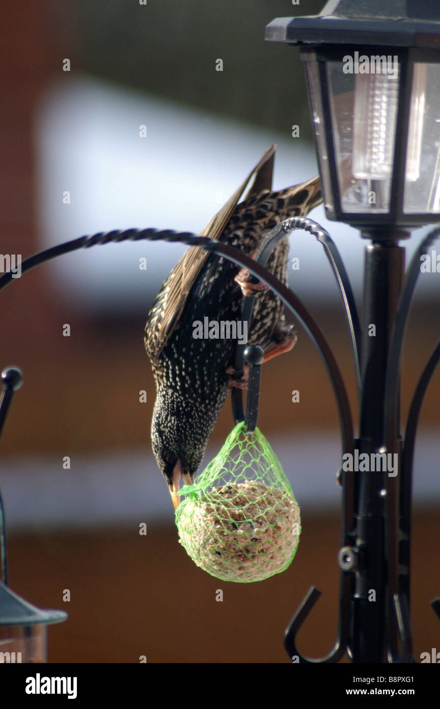 Starling Feeding on Fat Ball (Sturnus Vulgaris Stock Photo - Alamy