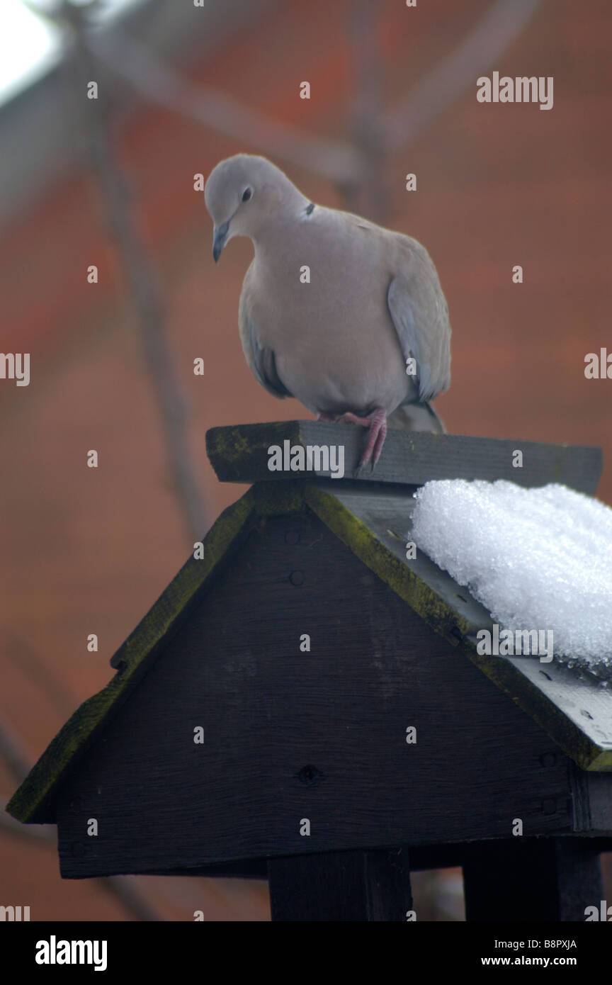 Pigeon perched on bird box (Columba Palumbus Stock Photo - Alamy