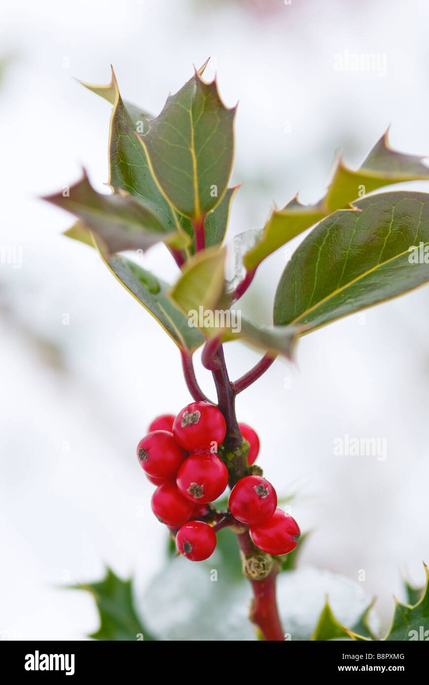 Common holly hi-res stock photography and images - Alamy