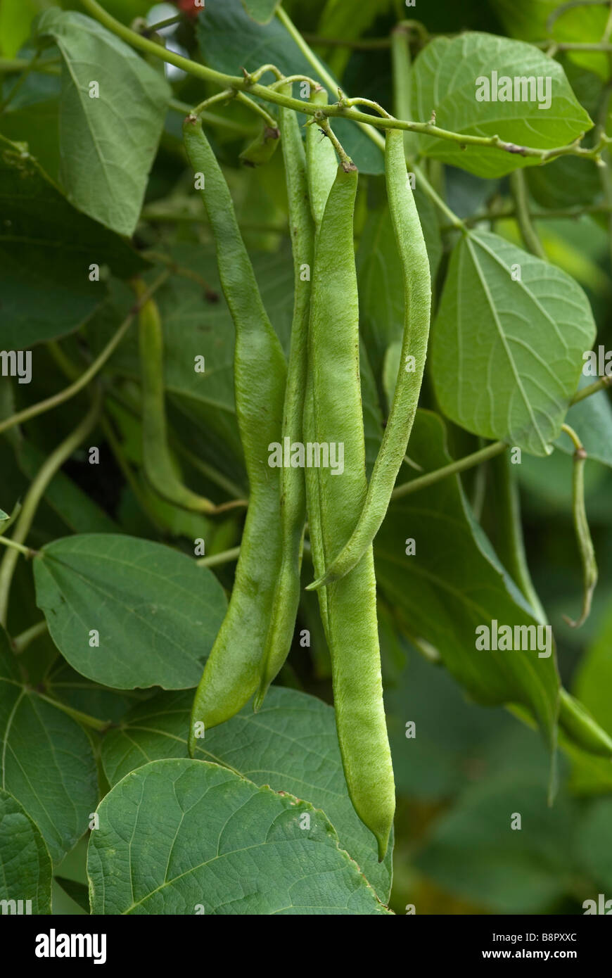 PHASEOLUS COCCINEUS SCARLET EMPEROR RUNNER BEAN Stock Photo - Alamy
