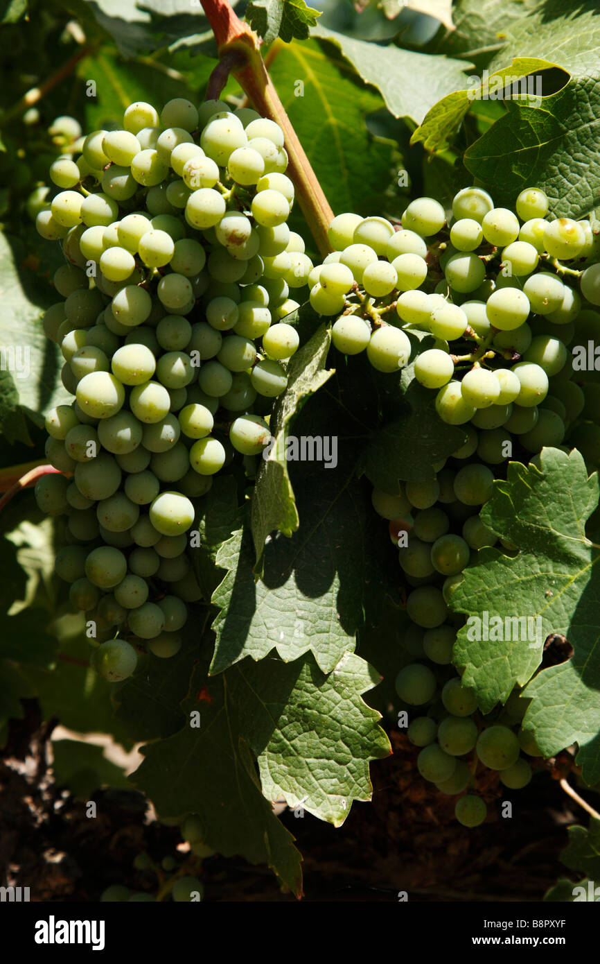South african grapes hi-res stock photography and images - Alamy