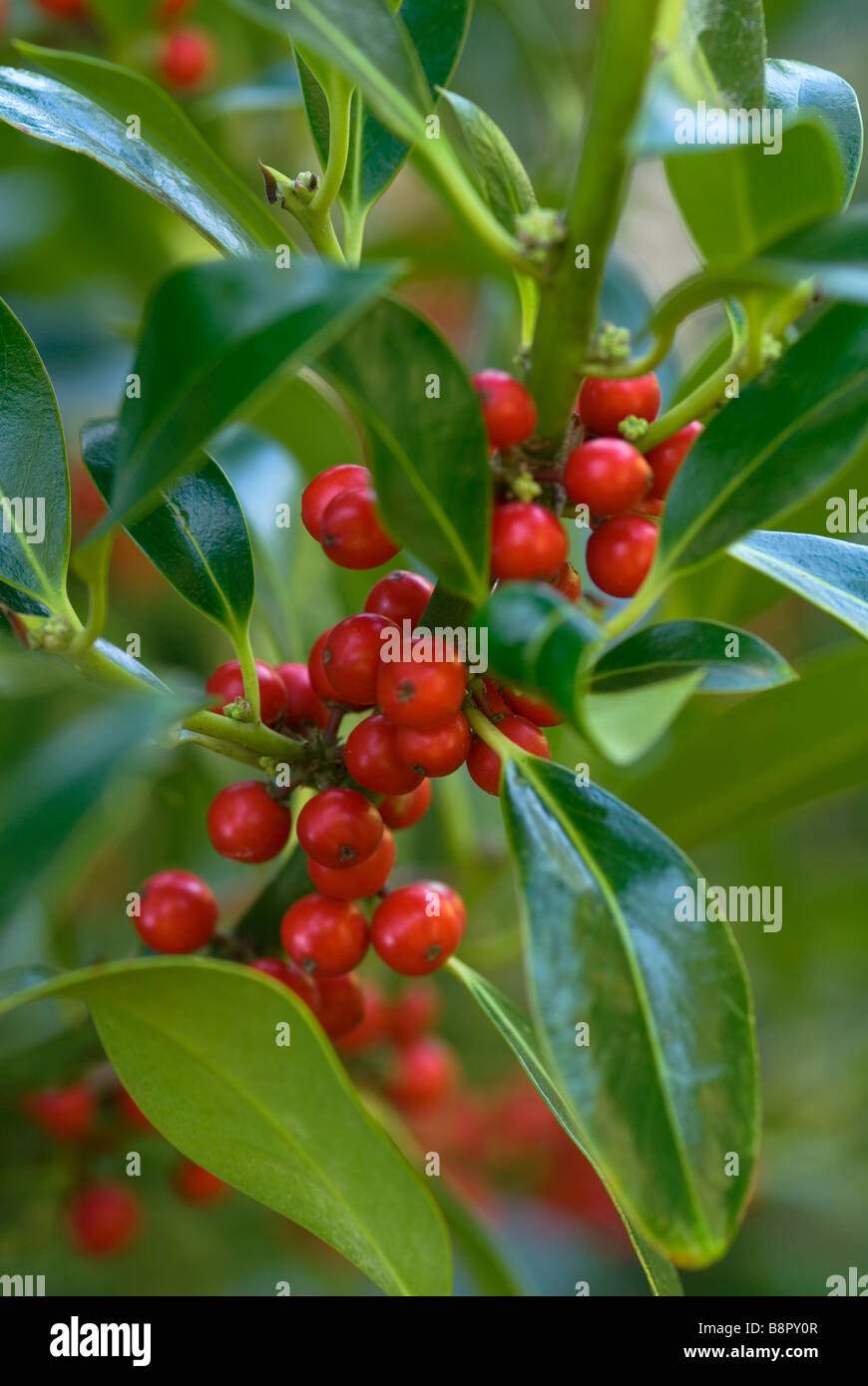 ILEX AQUIFOLIUM COMMON HOLLY Stock Photo - Alamy