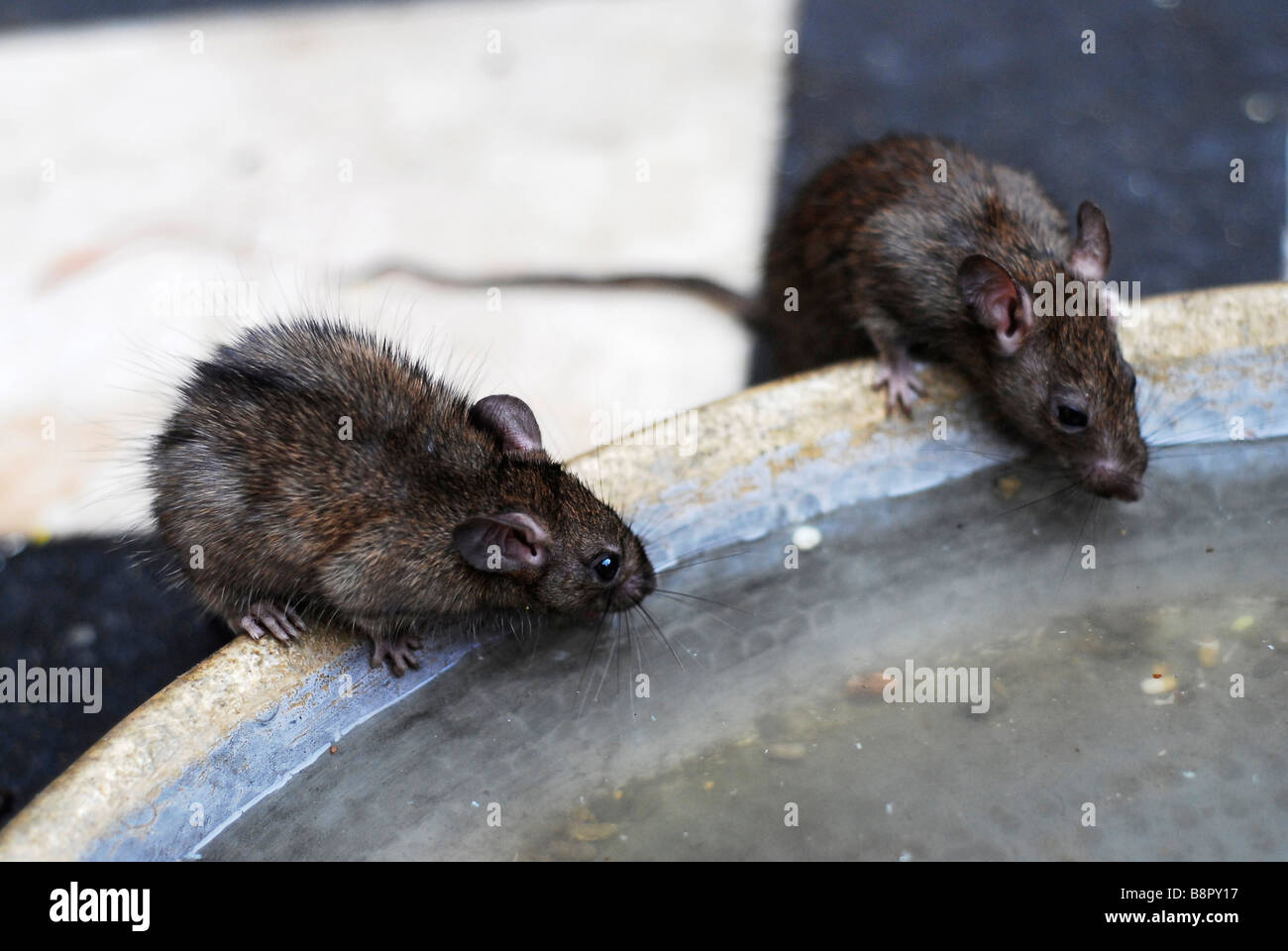 Rats drinking an offering of water at the Karni Mata Temple, Deshnoke ...