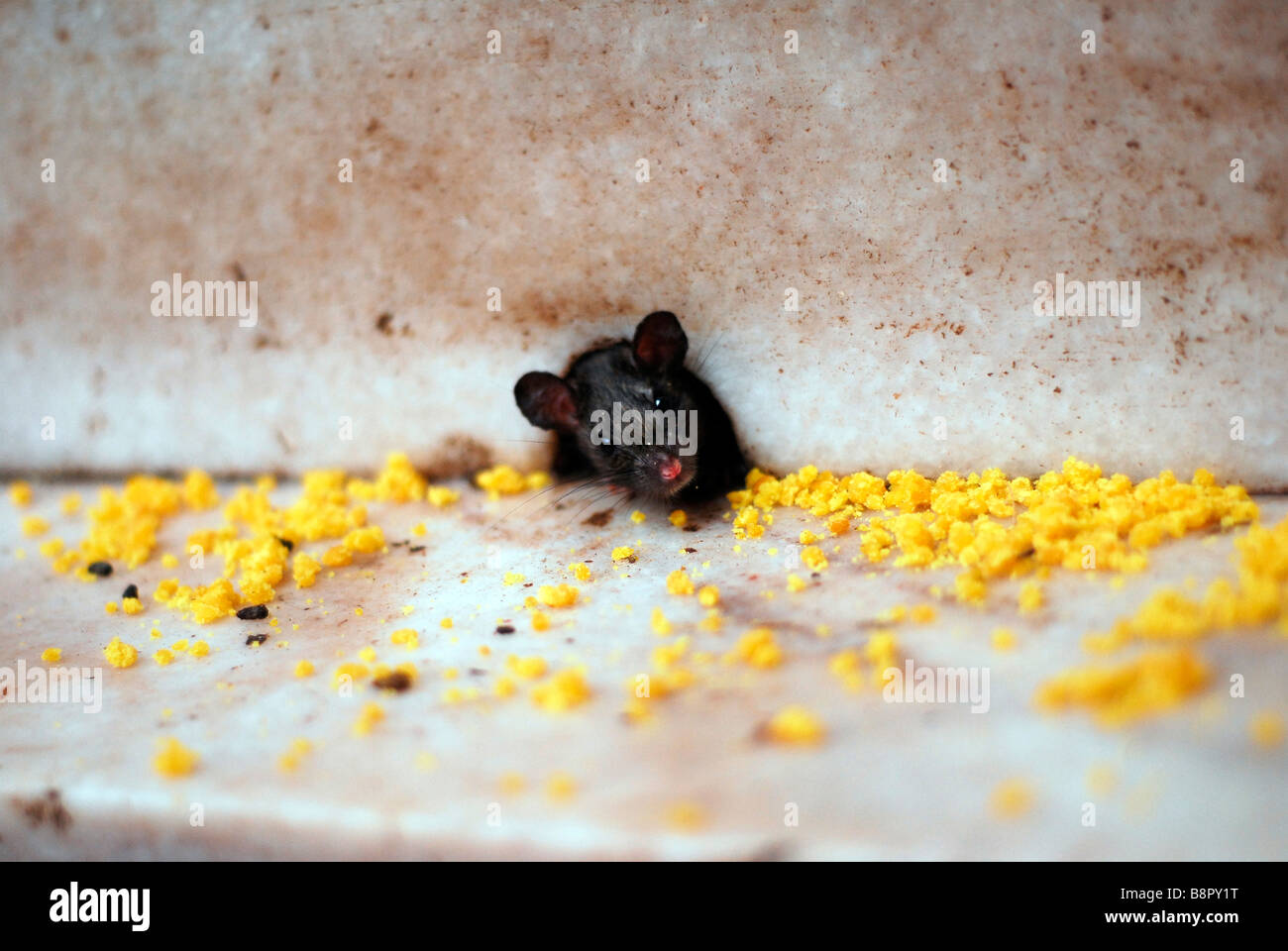 Baby rat taking an offering at the Karni Mata Temple, Deshnoke ...