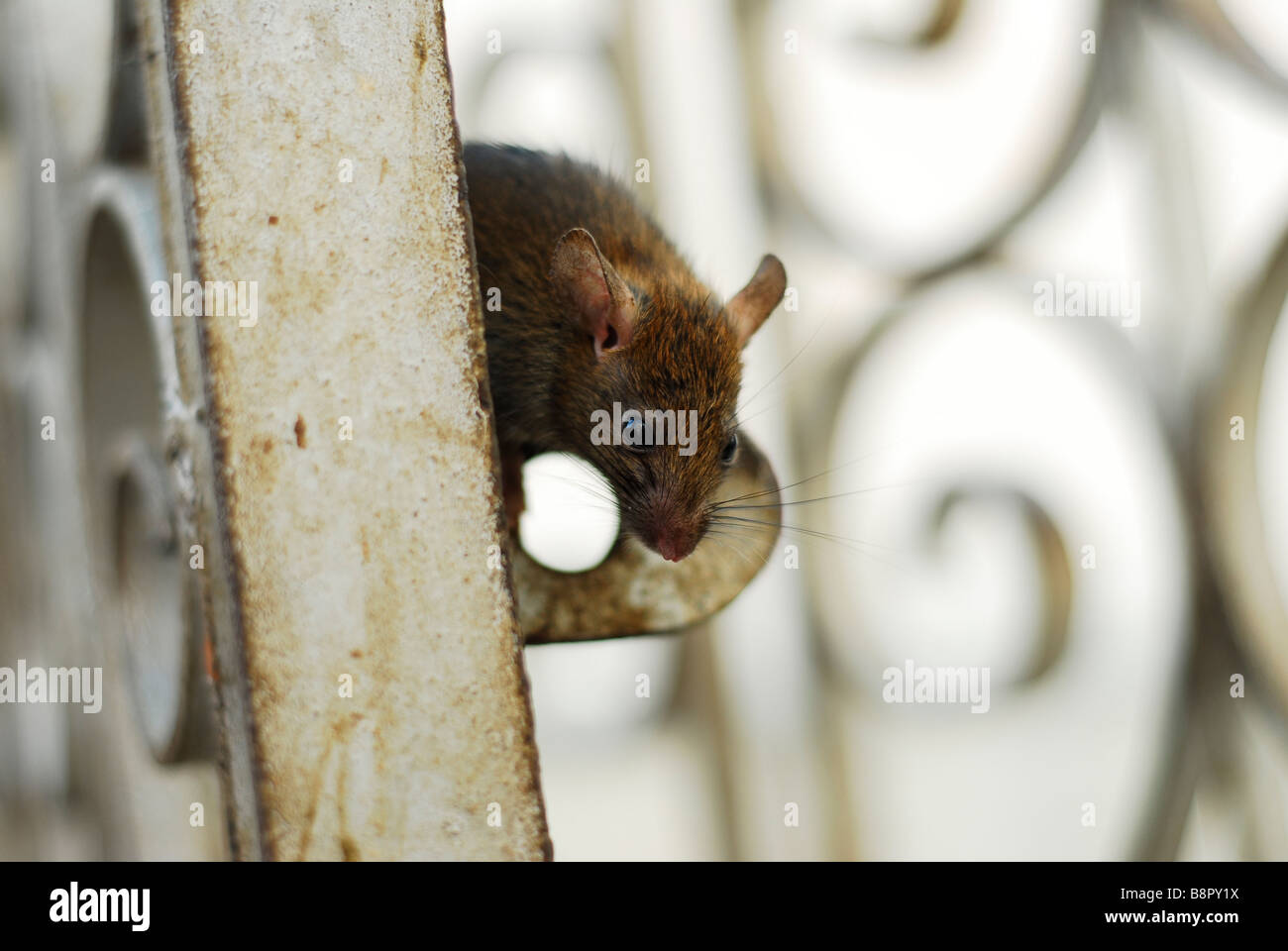 Baby Rat at the Karni Mata Temple, Deshnoke, Rajasthan, India Stock ...