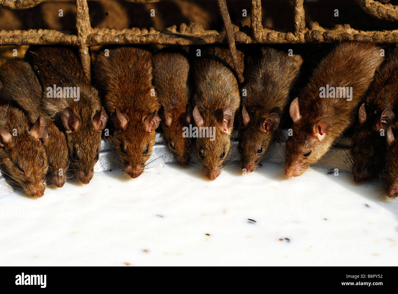 Rats drinking an offering of sweetened milk at the Karni Mata Temple ...