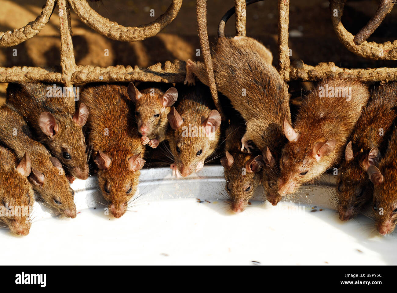 Rats drinking milk hi-res stock photography and images - Alamy