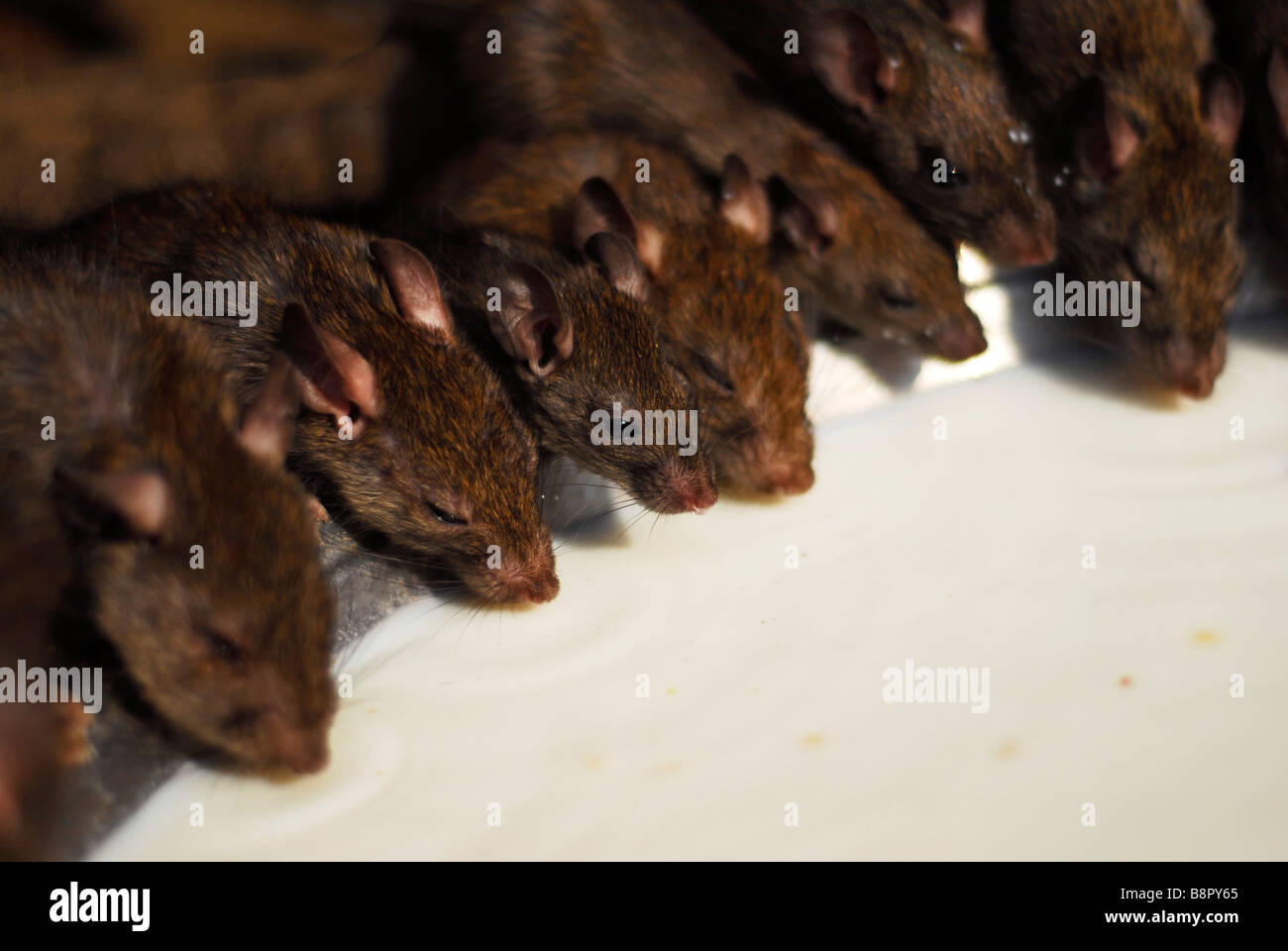 Rats drinking an offering of sweetened milk at the Karni Mata Temple ...