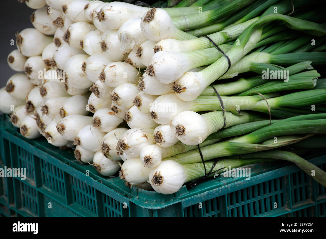 Spring onions hi-res stock photography and images - Alamy