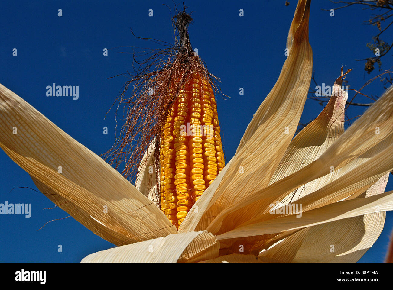 Corn plantation Minas Gerais State Brazil Stock Photo - Alamy