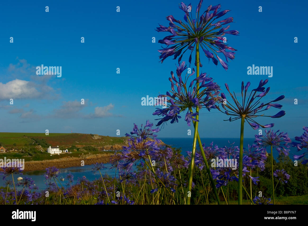 Agapanthus or Lily of the Nile flowers growing on the hillside by Old ...