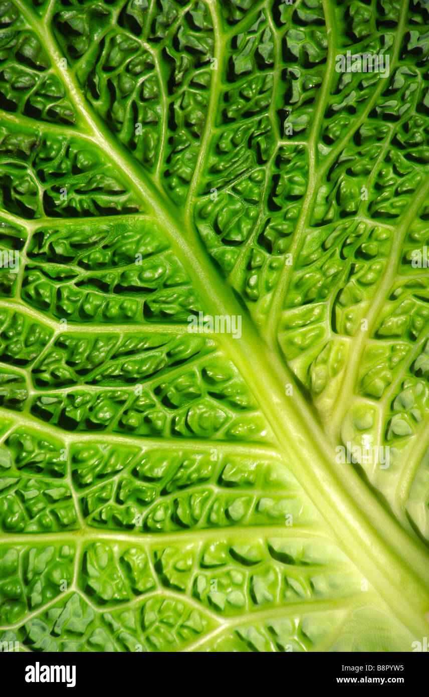 Savoy Cabbage Leaf Stock Photo - Alamy