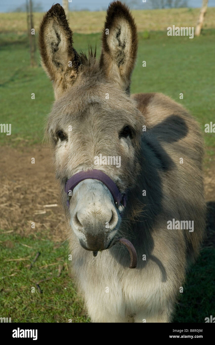Appealing donkey hi-res stock photography and images - Alamy