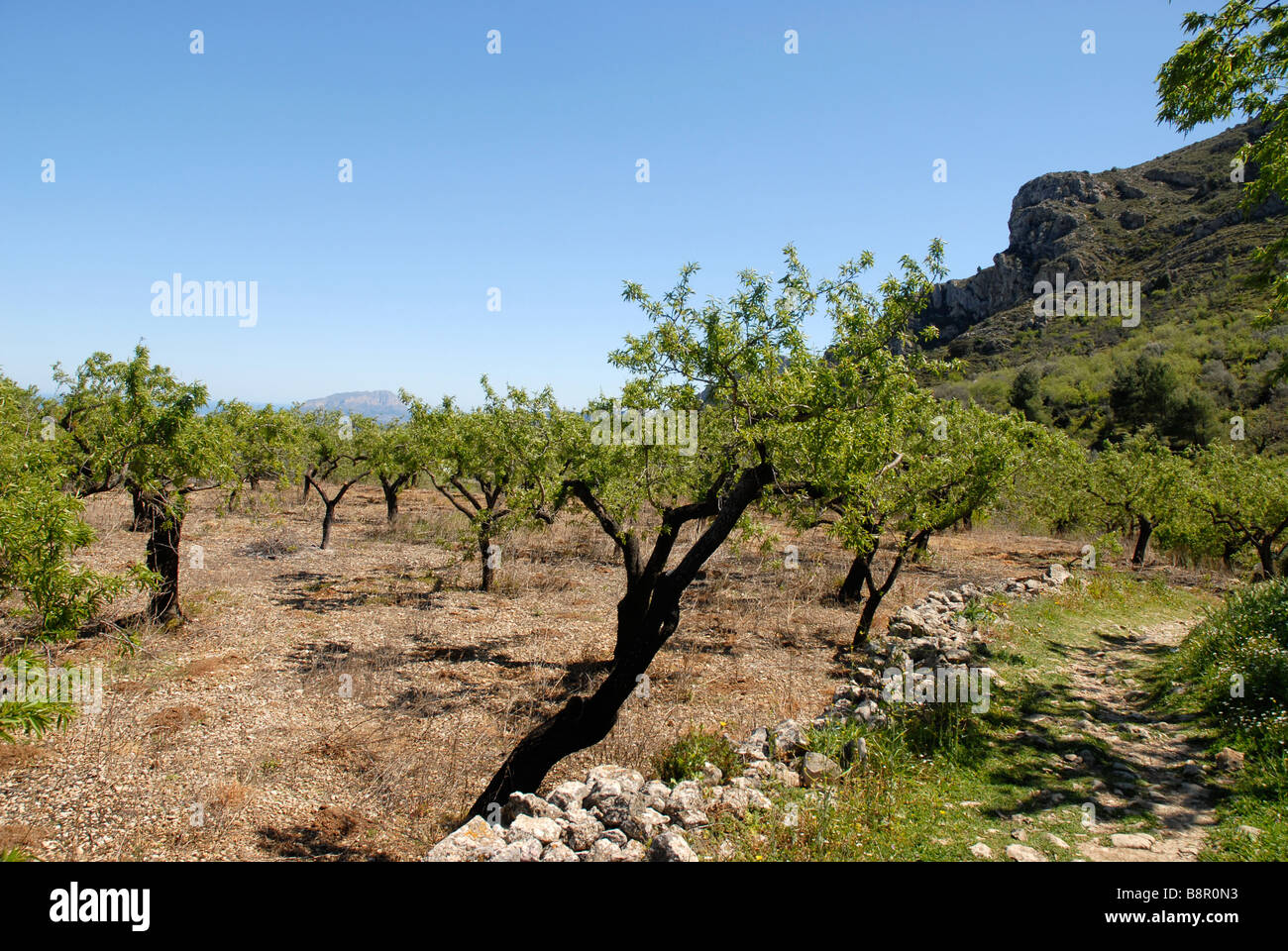 terraced almond orchard, near Benimaurell, Vall de Laguar, Alicante ...