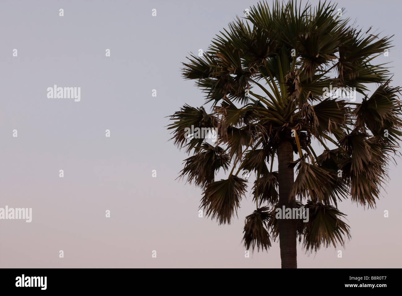 3d palm coconut trees hi-res stock photography and images - Alamy