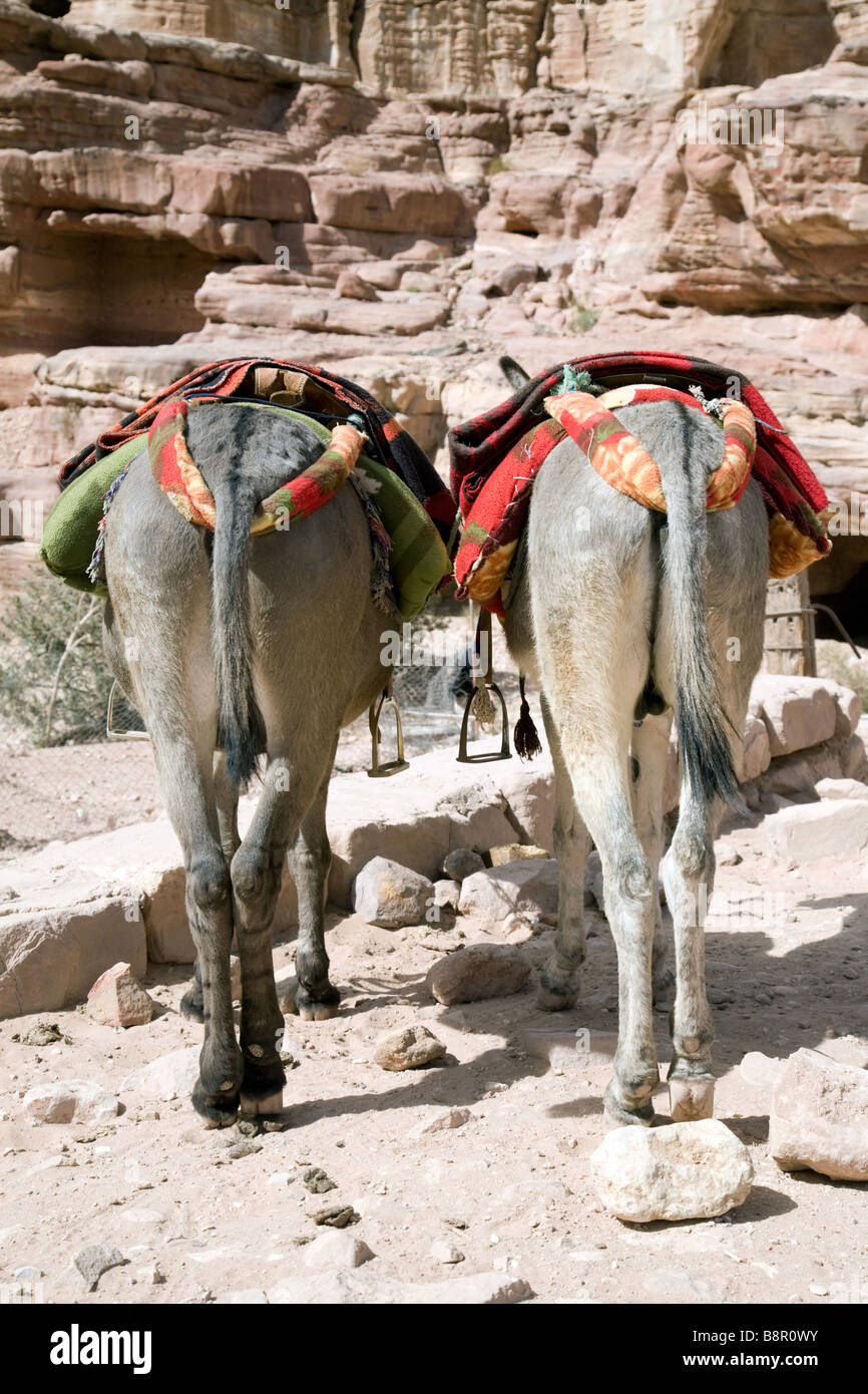 Two donkeys from the back Stock Photo - Alamy