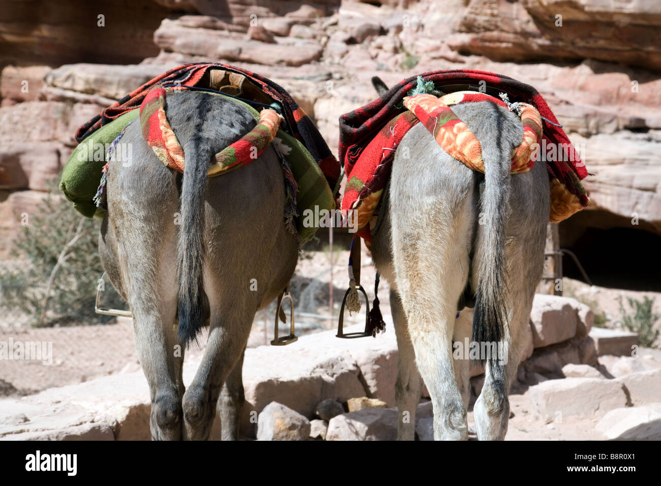 Two donkeys from the back, Petra, Jordan Stock Photo - Alamy
