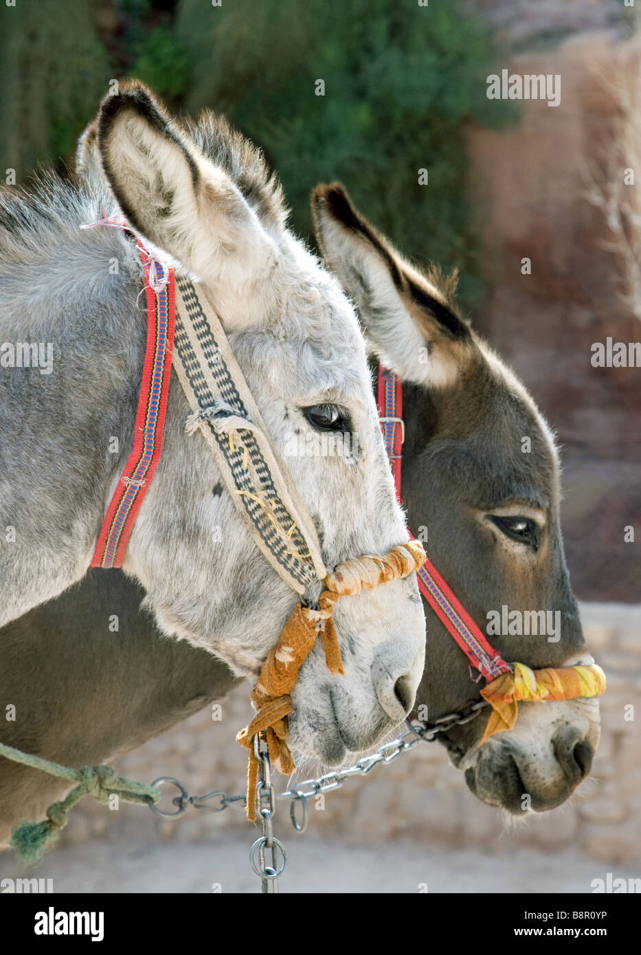 Two donkeys' heads, side by side, Jordan Stock Photo - Alamy