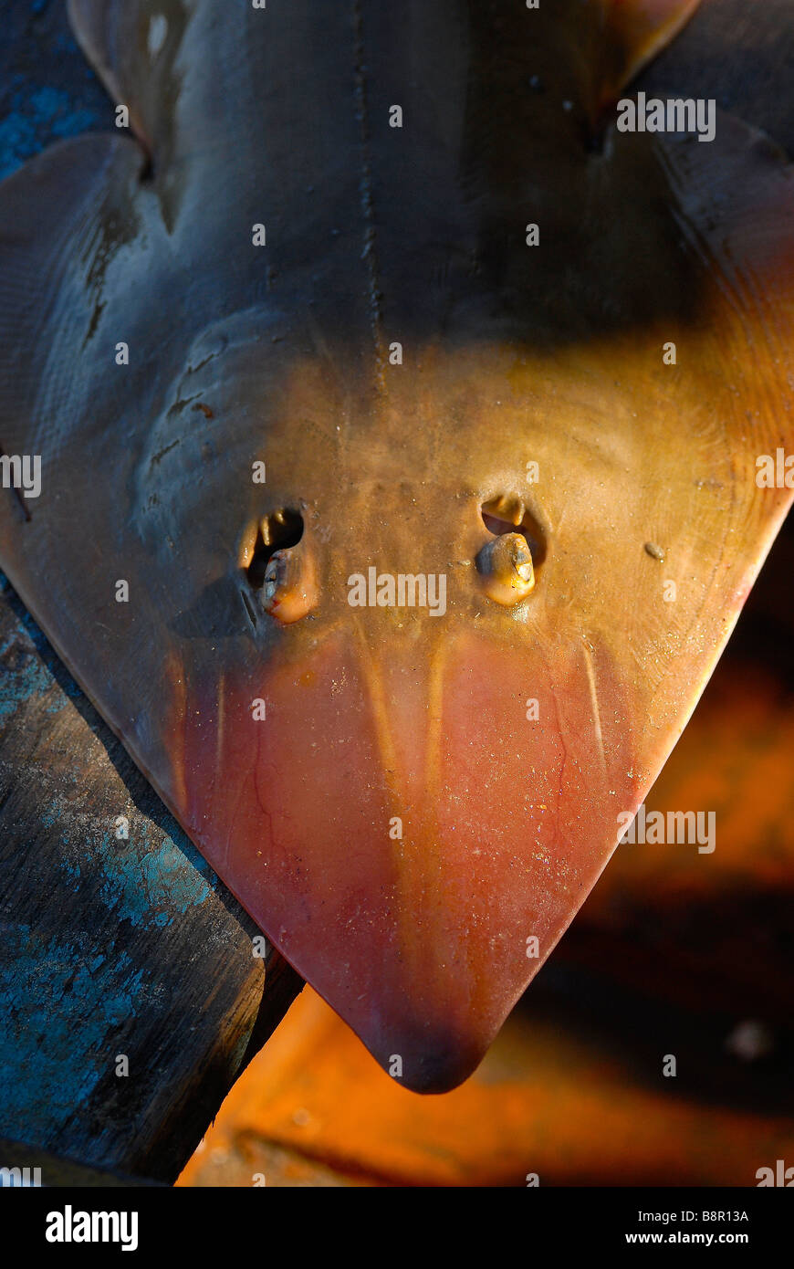 Ray fishing at Armação de Buzios Brazil Stock Photo - Alamy