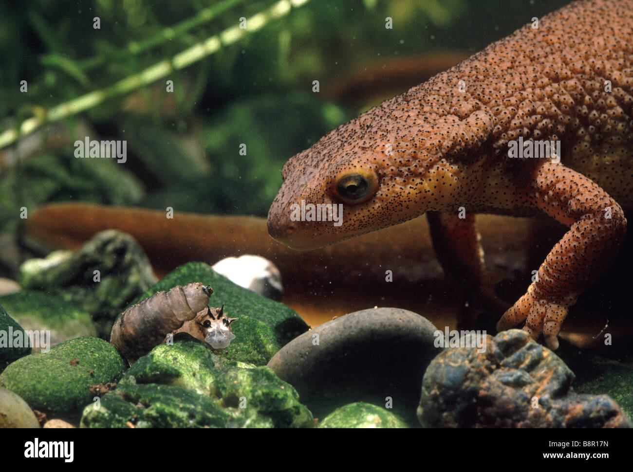 California Newt Taricha torosa finds a grub Native of Santa Cruz ...