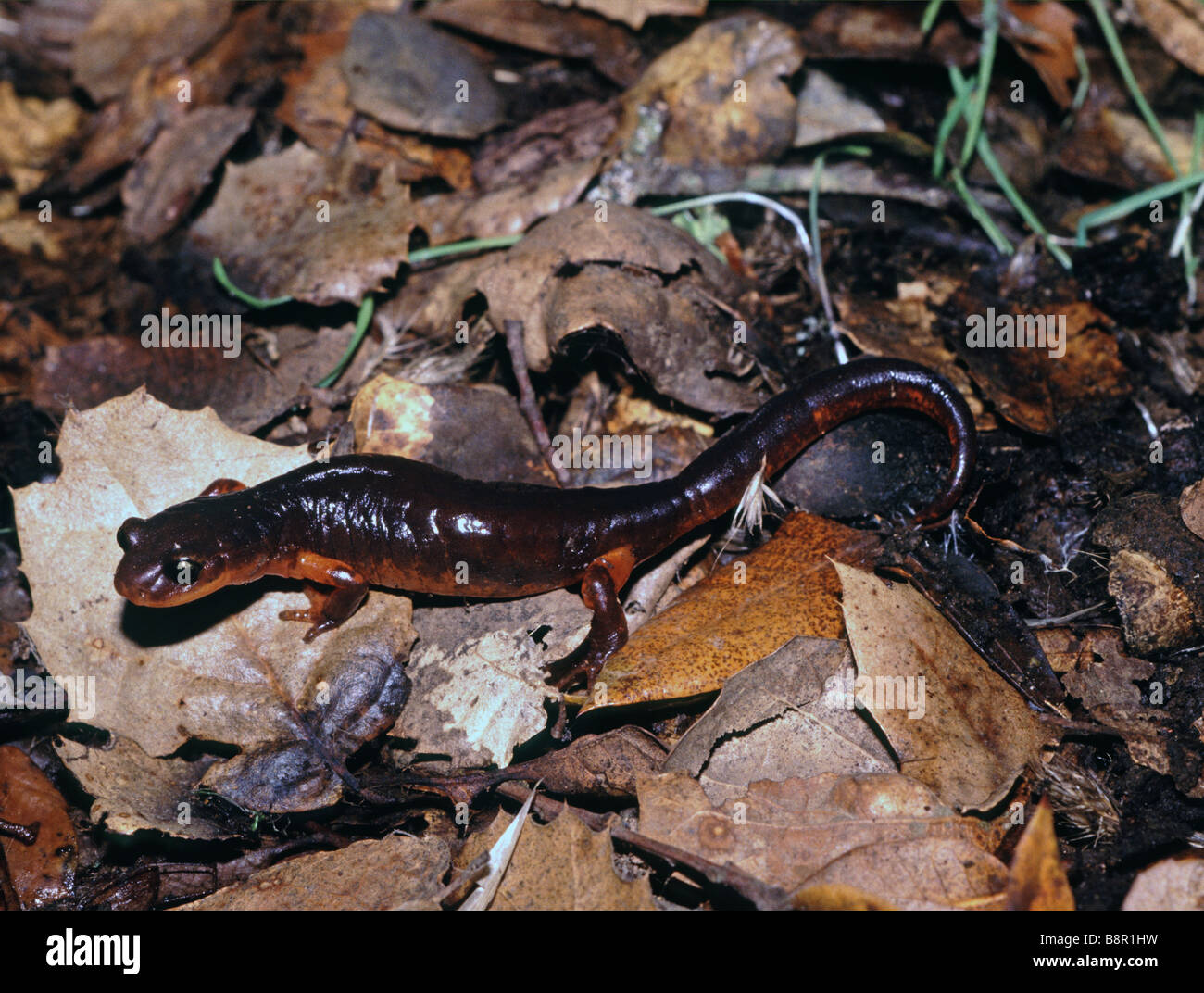 Ensatina eschscholtzi salamander Santa Cruz Mountains California USA ...