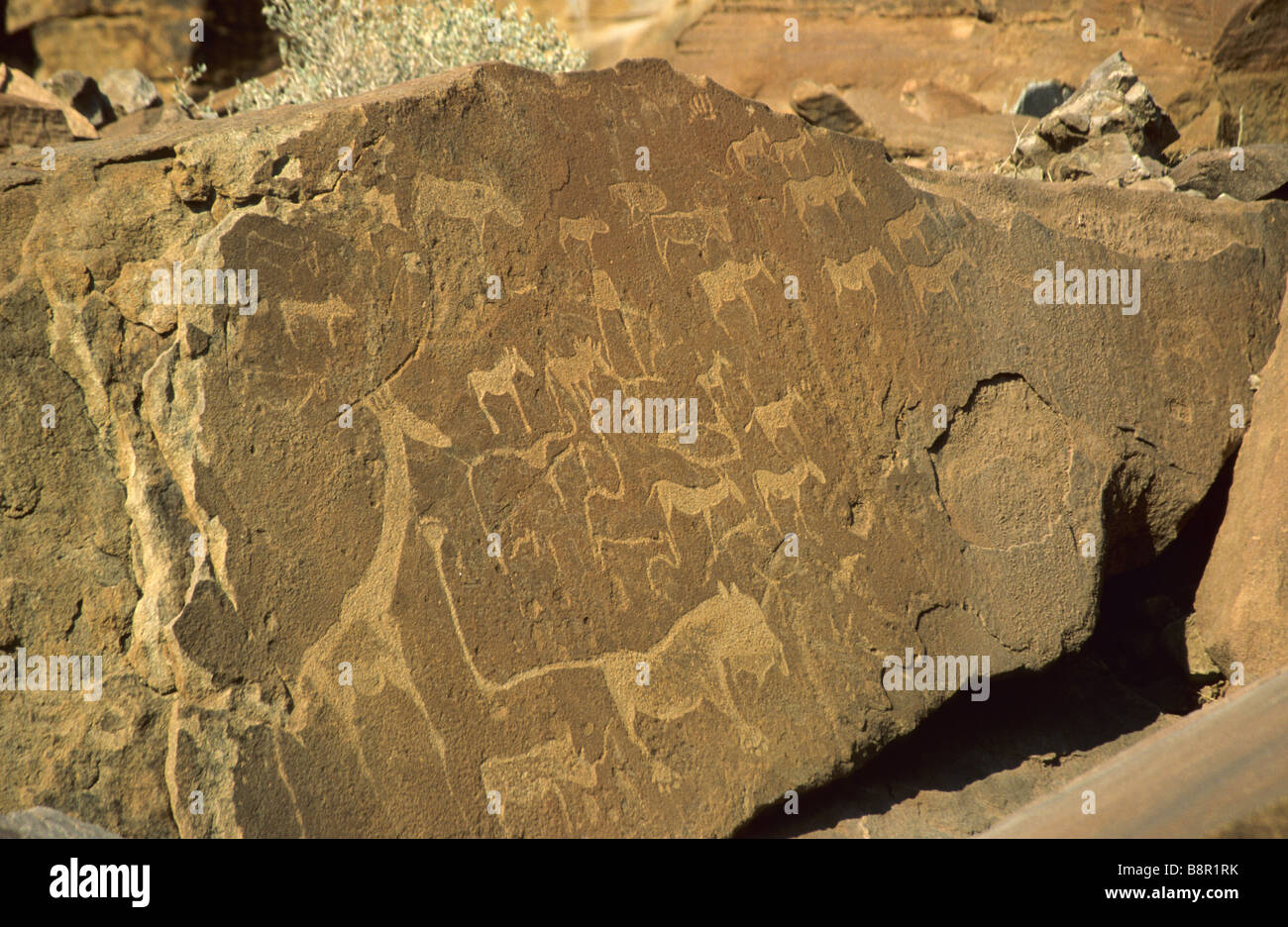 rock paintings of Twyfelfontein, Roch with several animal paintings ...