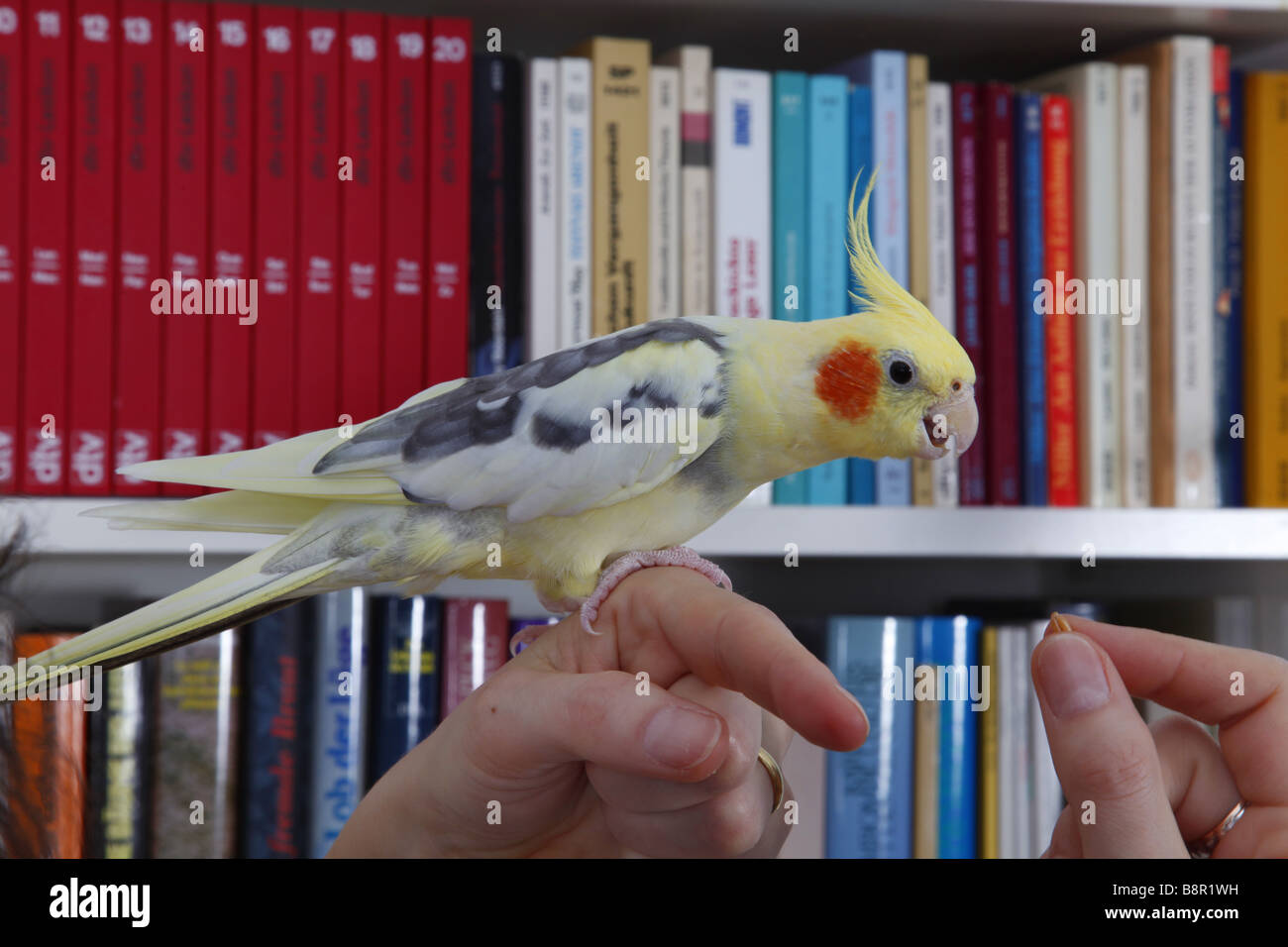 Cockatiel hand hi-res stock photography and images - Alamy