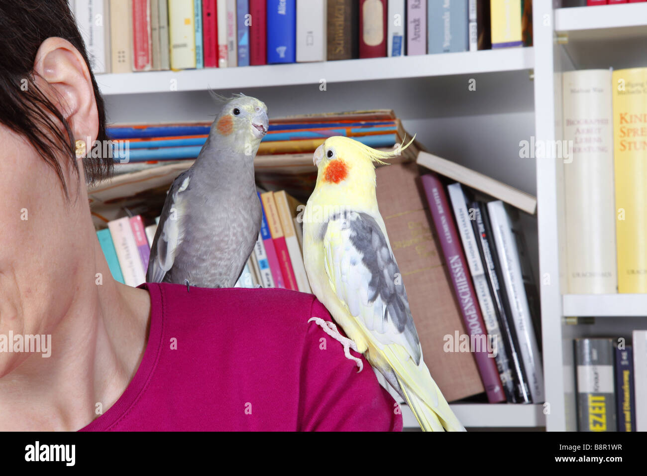 Two cockatiels hi-res stock photography and images - Alamy