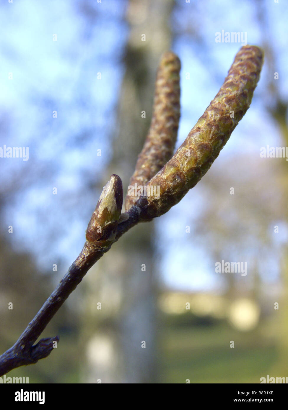 common birch, silver birch, European white birch, white birch (Betula ...