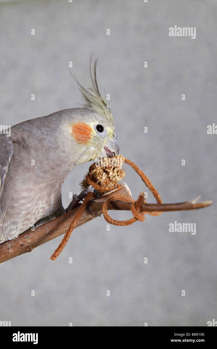 Cockatiel on twig nymphicus hollandicus hi-res stock photography and ...