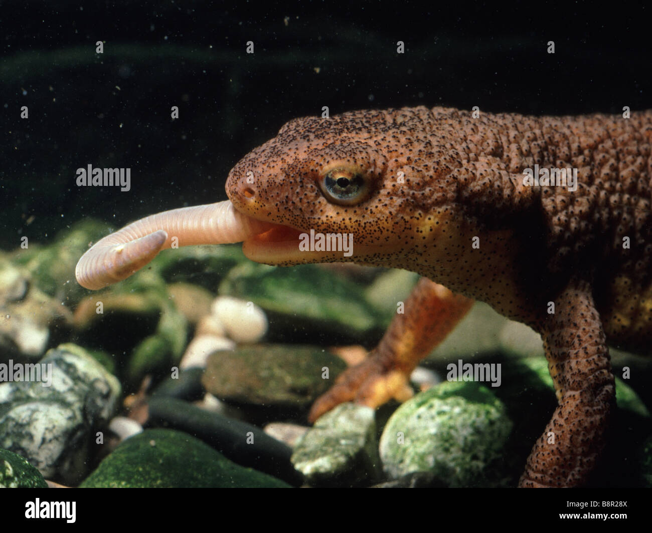 California Newt Taricha torosa eats a worm Native of Santa Cruz ...